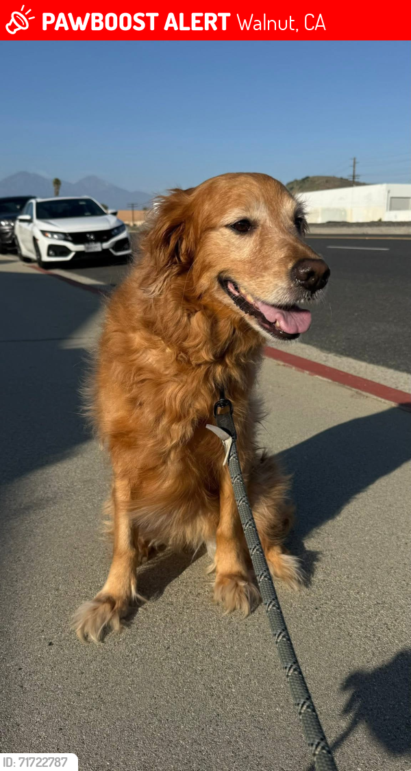Walnut, CA Lost Female Dog, Daisy Is Missing | PawBoost