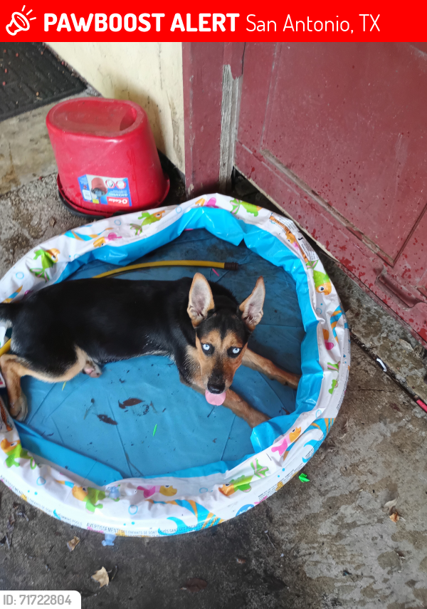 San Antonio, TX Lost Female Dog, Lina Is Missing | PawBoost
