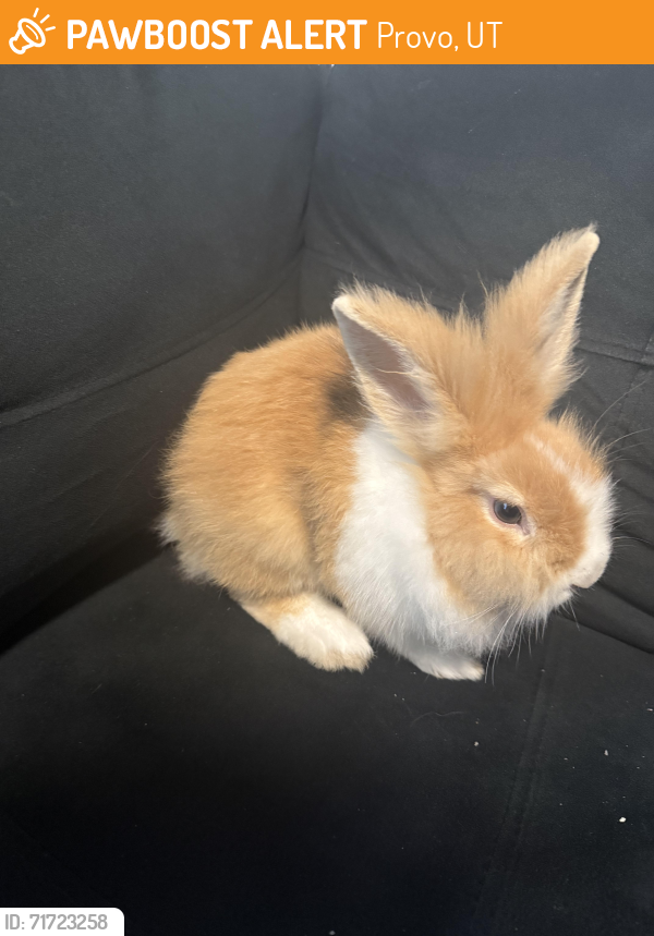 Provo, UT Stray Rabbit Found Near Geneva Road | PawBoost