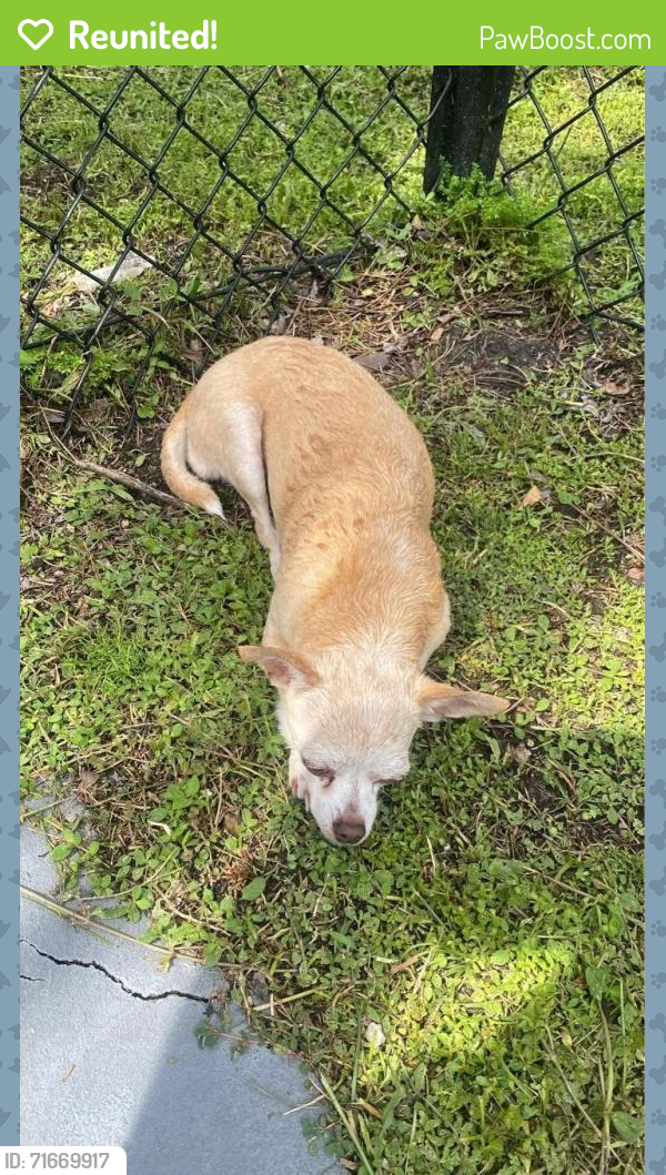 Reunited Female Dog in Kissimmee, FL 34746 (ID: 71669917) | PawBoost