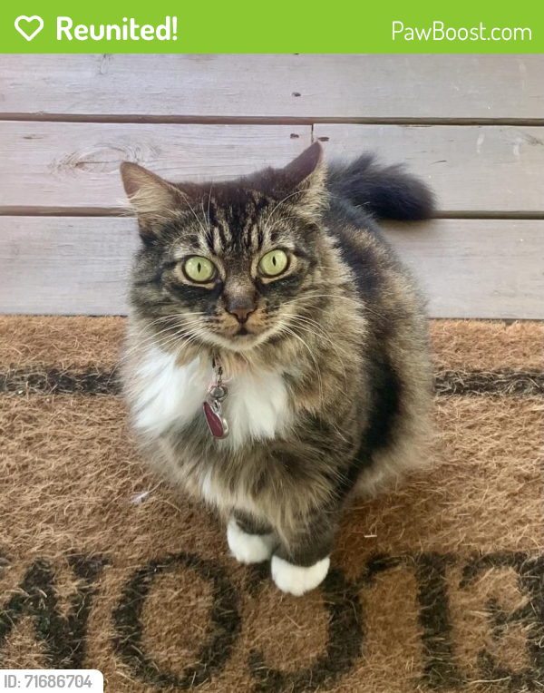 Reunited Female Cat in Canton, GA 30114 (ID: 71686704) | PawBoost