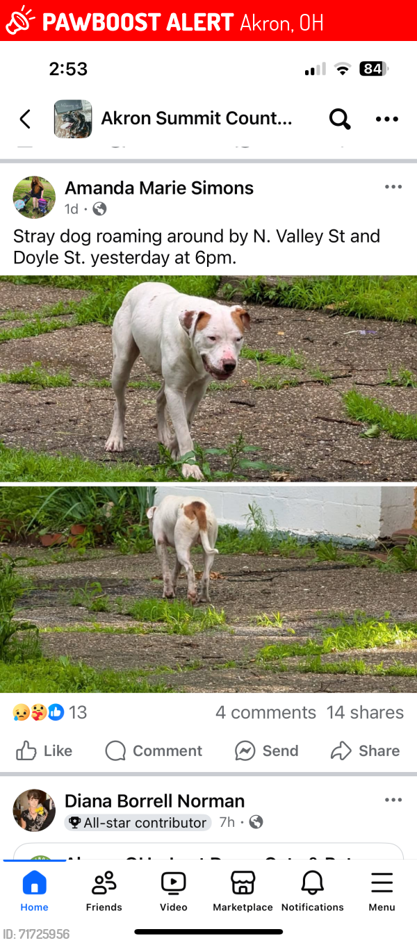 Akron, OH Lost Male Dog, Biggy Is Missing | PawBoost