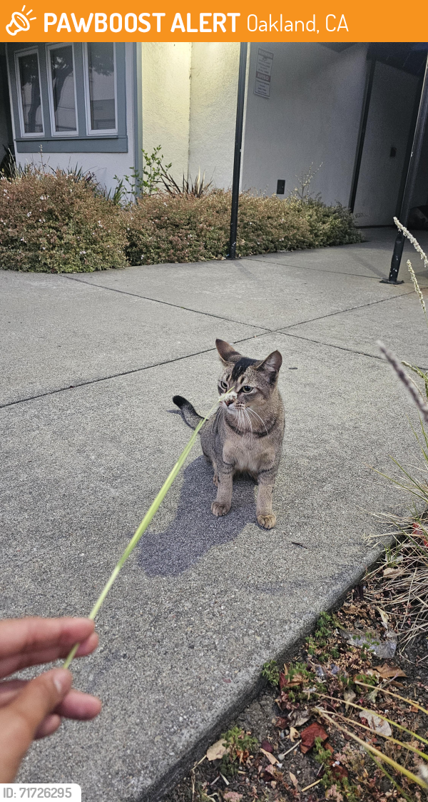 Oakland, CA Stray Cat Found Near Near telegraph ave, Oakland | PawBoost