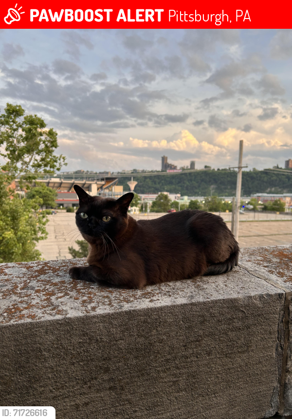 Deceased Female Cat in Pittsburgh, PA 15233 (ID: 71726616) | PawBoost