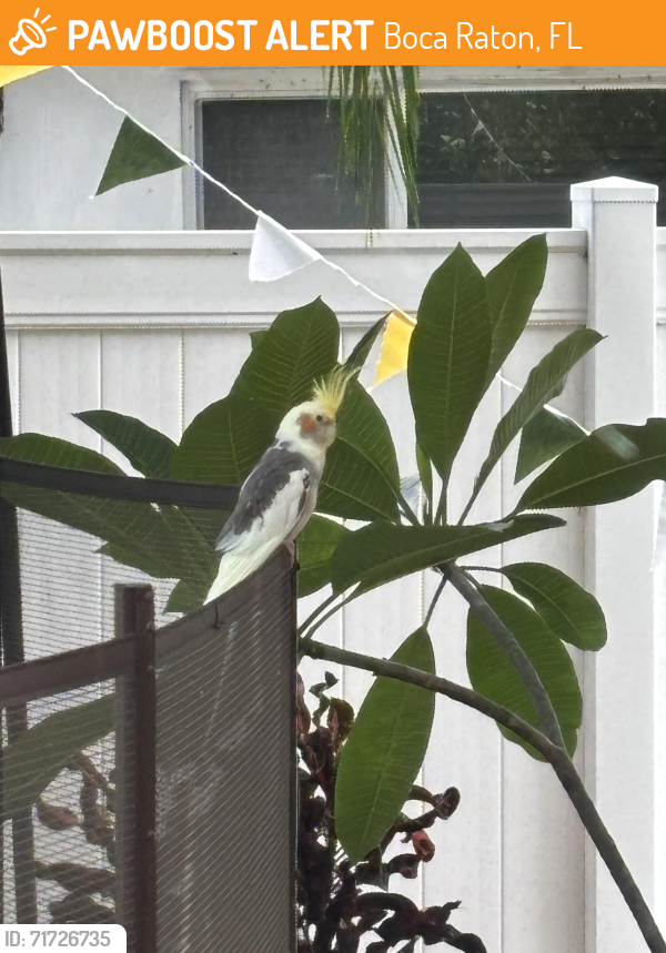 Boca Raton, FL Stray Bird Found Near Sw 11th and Sw 4th Boca Raton ...