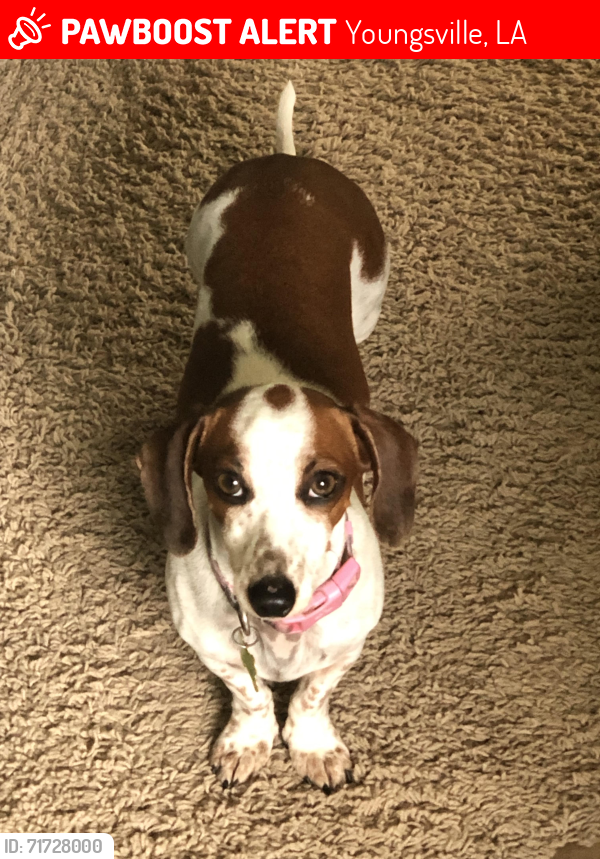 Youngsville, LA Lost Female Dog, Ruby Is Missing | PawBoost