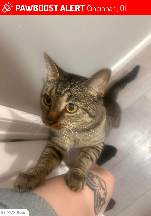 Cincinnati, OH Lost Male Cat, Benny Is Missing | PawBoost