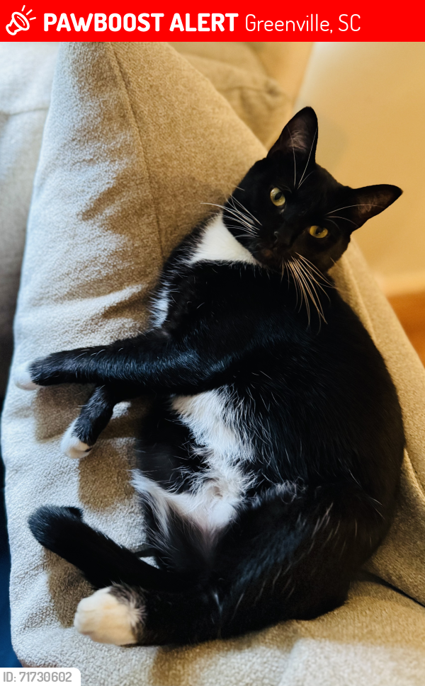 Greenville, SC Lost Female Cat, Phoebe Is Missing | PawBoost