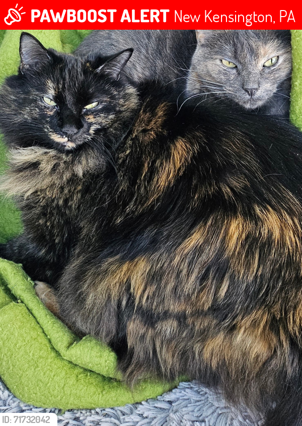 New Kensington, PA Lost Female Cat, Nix Is Missing | PawBoost