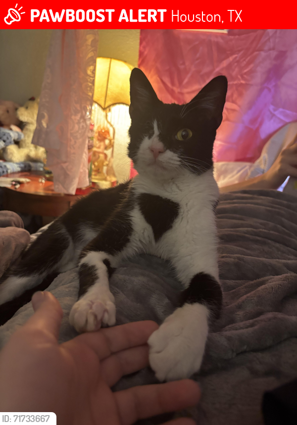 Houston, TX Lost Female Cat, Toni Is Missing | PawBoost