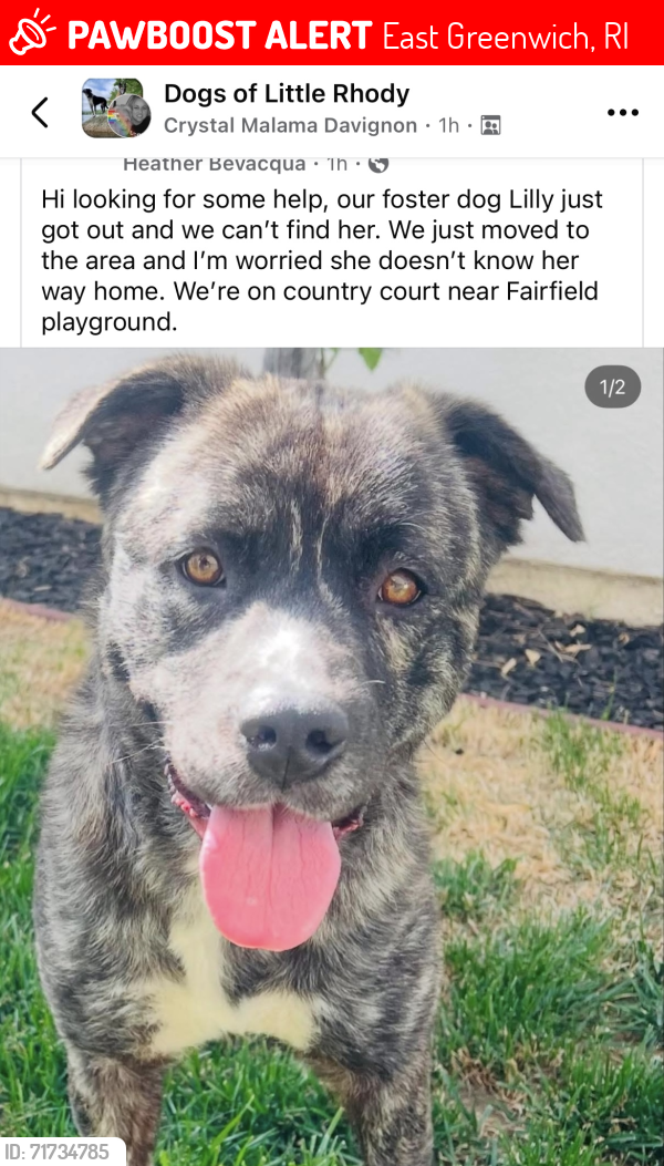 East Greenwich, RI Lost Female Dog, Lilly Is Missing | PawBoost