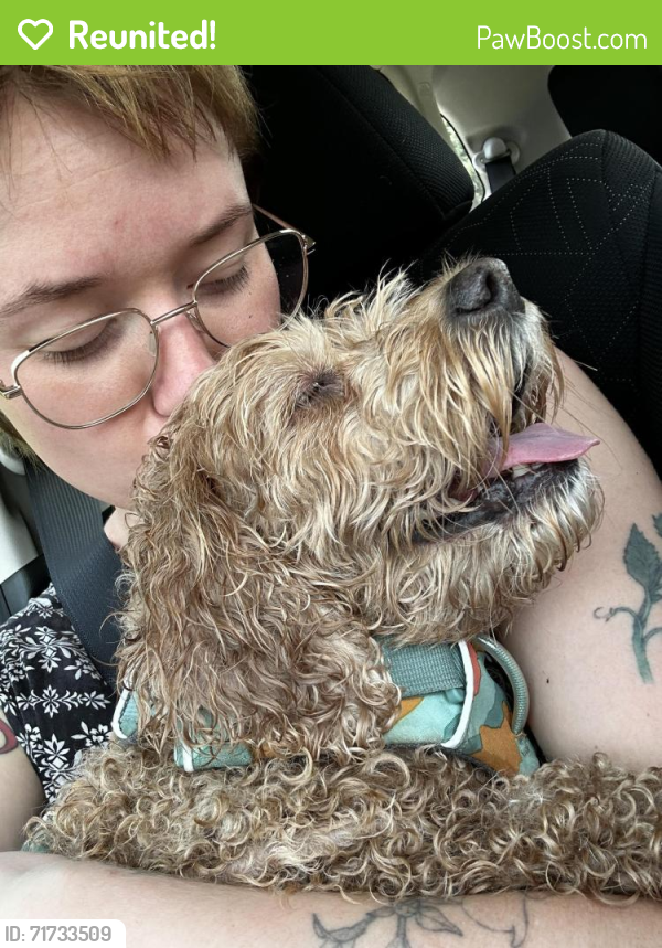Reunited Female Dog in Madison, WI 53704 (ID: 71733509) | PawBoost