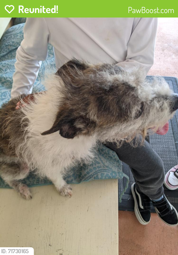 Reunited Male Dog in Conley, GA 30288 (ID: 71730165) | PawBoost