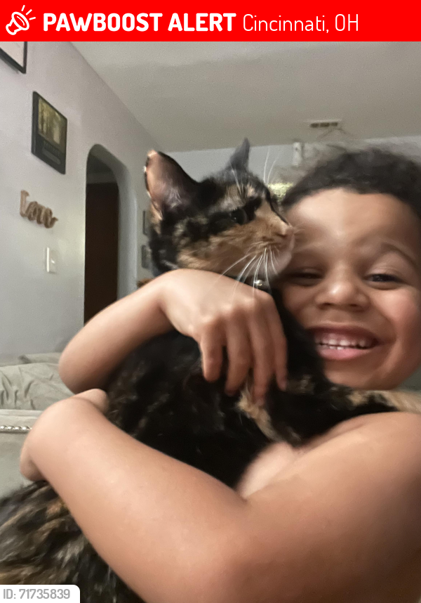 Cincinnati, OH Lost Female Cat, Burrow Is Missing | PawBoost