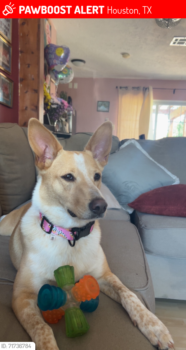 Houston, TX Lost Female Dog, Lana R. Is Missing | PawBoost