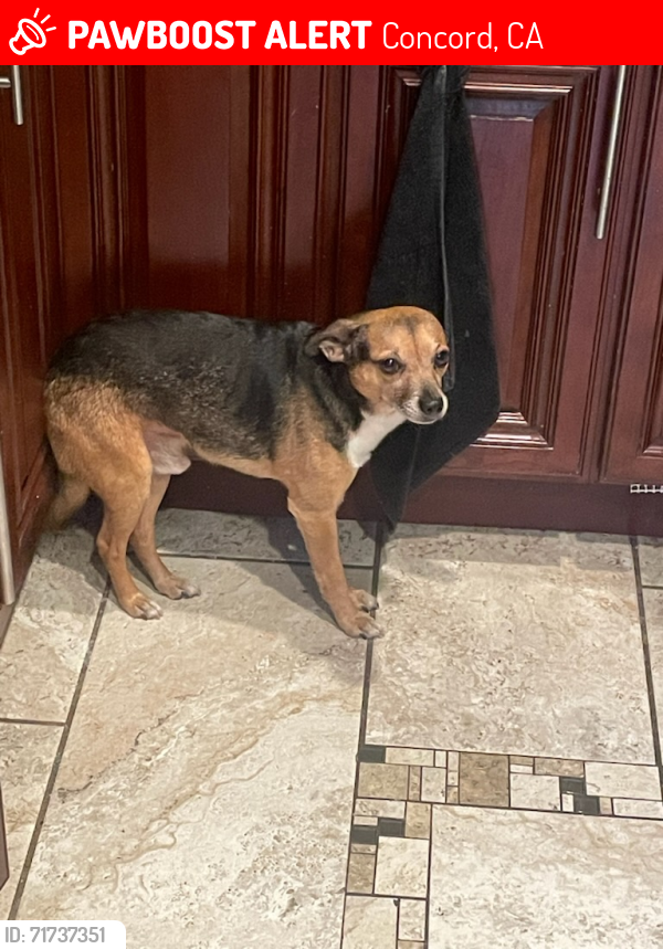 Concord, CA Lost Male Dog, Peanut Is Missing | PawBoost