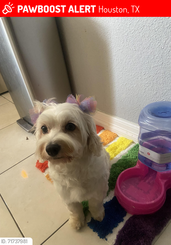 Houston, TX Lost Female Dog, Pride Is Missing | PawBoost