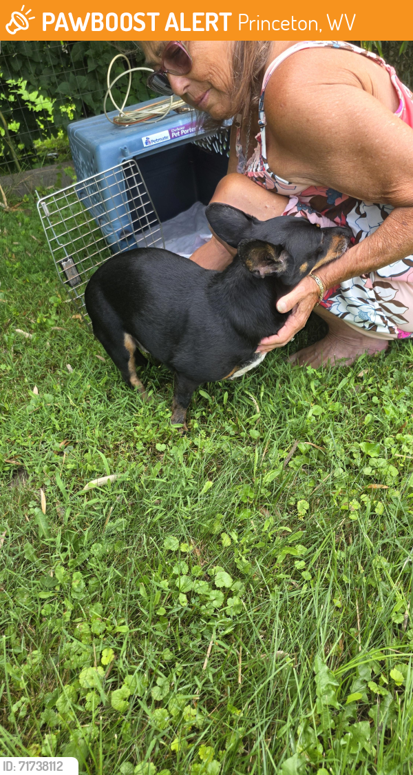 Princeton, WV Stray Female Dog Found Near Honaker Ave | PawBoost