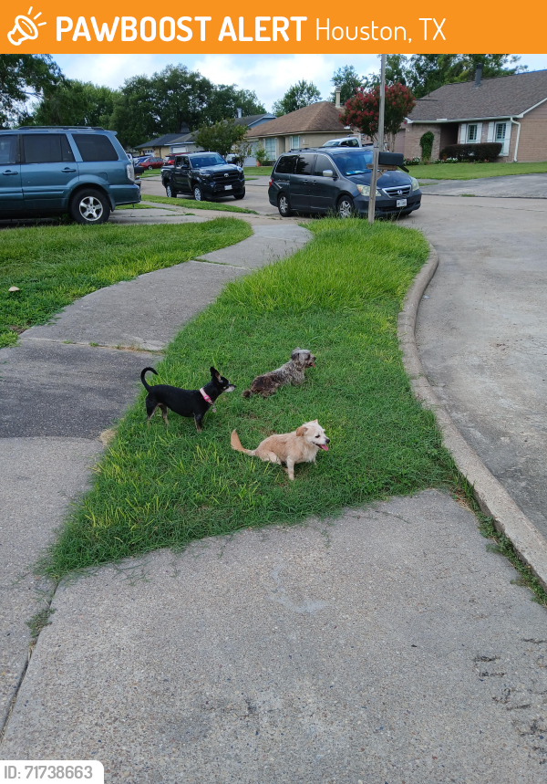 Houston, TX Stray Dog Found Near Mission Bend South | PawBoost