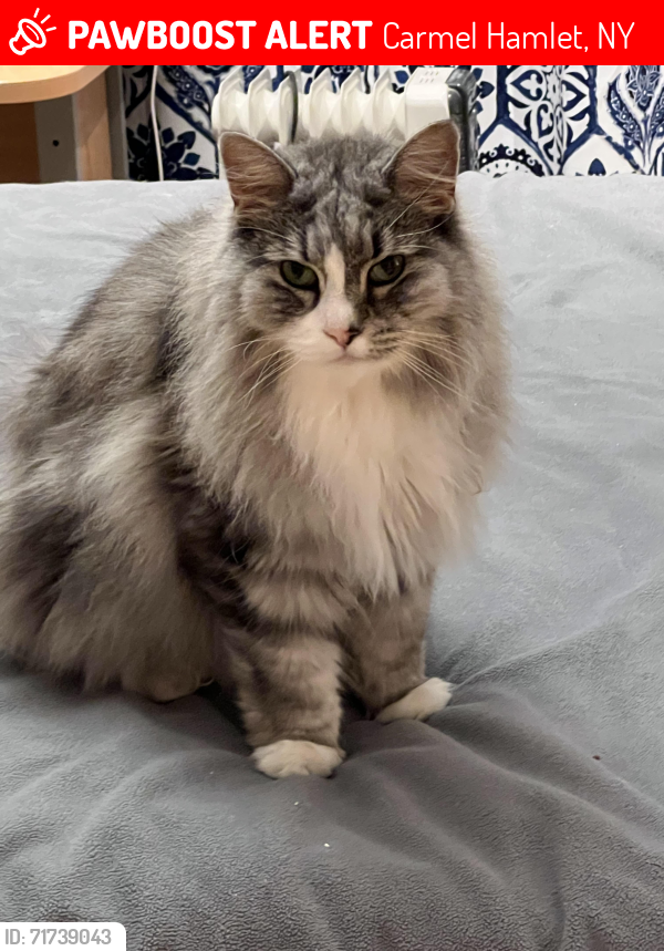 Carmel Hamlet, NY Lost Female Cat, Maddox Is Missing | PawBoost