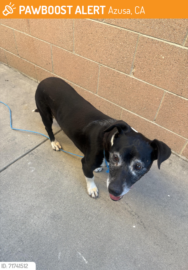 Azusa, CA Stray Male Dog Found Near Gladstone St. Azusa | PawBoost
