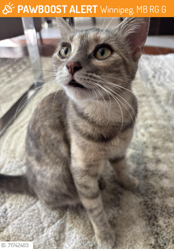 Winnipeg, MB Stray Female Cat Found Near Bonner and Gateway | PawBoost