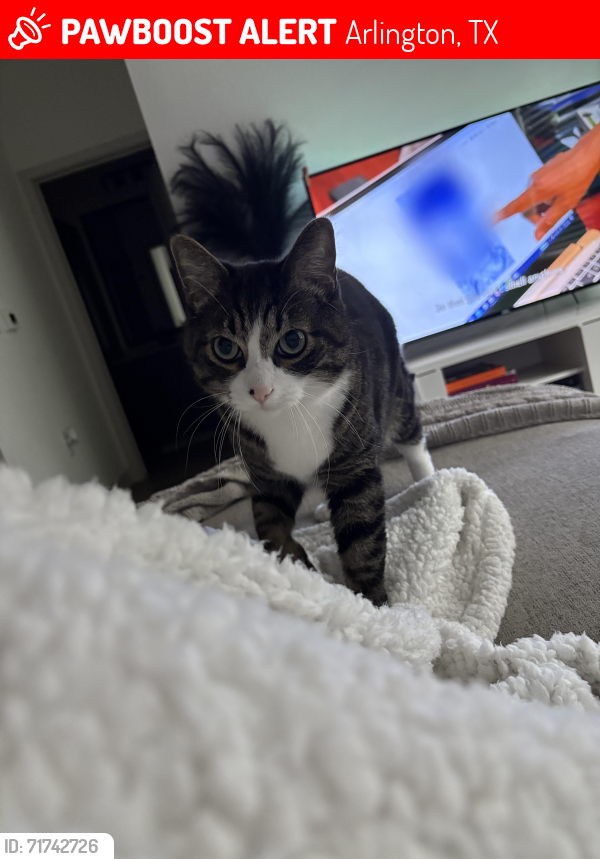 Arlington, TX Lost Male Cat, Cooper Is Missing | PawBoost