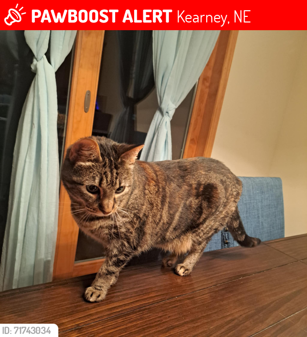 Kearney, NE Lost Female Cat, Missy Is Missing | PawBoost