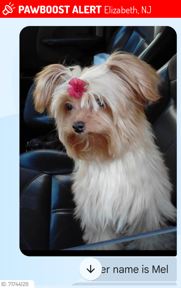 Elizabeth, NJ Lost Female Dog, Mel Is Missing | PawBoost