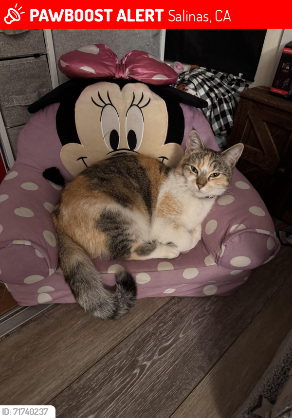 Salinas, CA Lost Female Cat, Lola () Is Missing | PawBoost