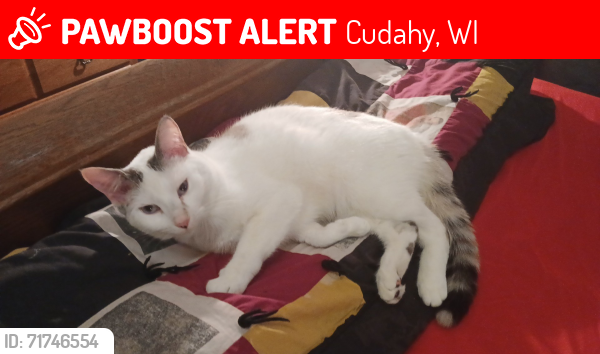 Cudahy, WI Lost Female Cat, Putty putty Is Missing | PawBoost