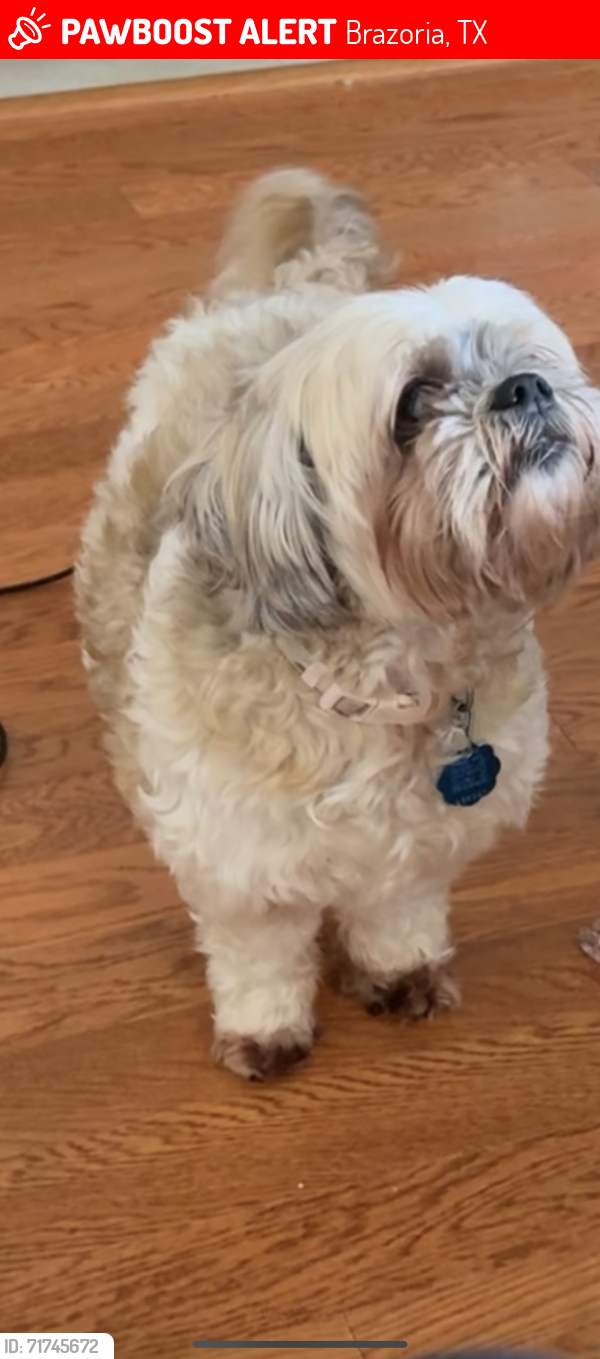 Brazoria, TX Lost Female Dog, Daisy Is Missing | PawBoost
