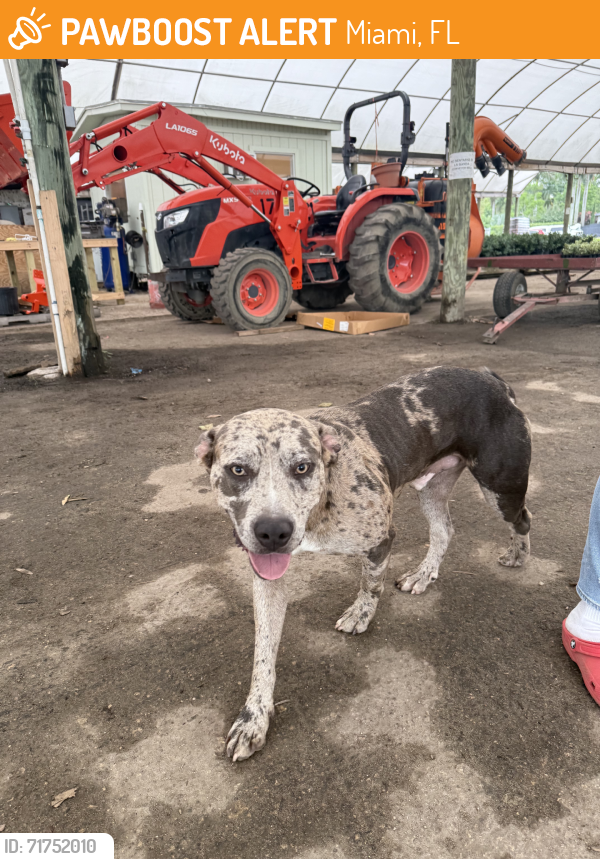 Miami, FL Stray Male Dog Found Near Krome 232 | PawBoost