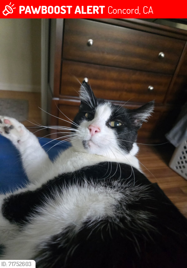 Concord, CA Lost Male Cat, Felix Is Missing | PawBoost