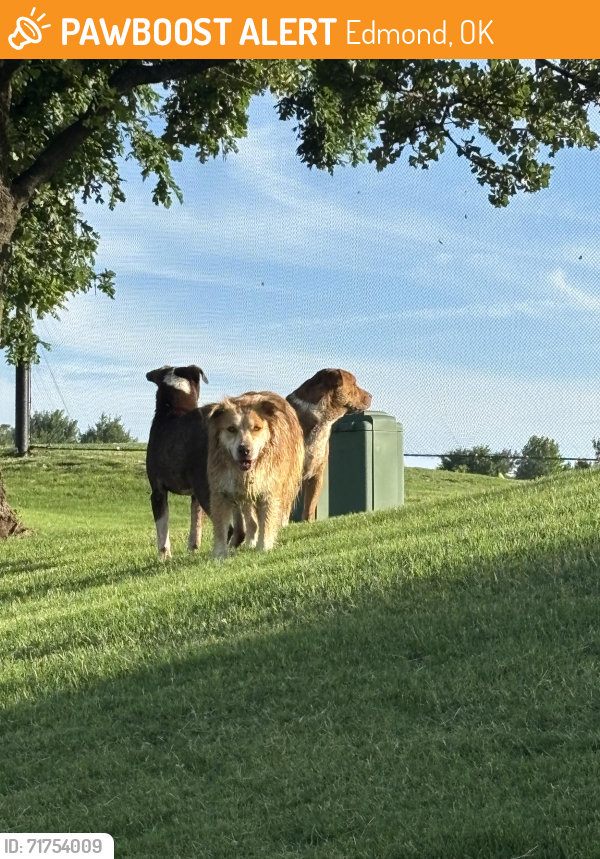 Edmond, OK Stray Dog Found Near Oak tree road | PawBoost