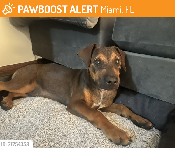 Miami, FL Stray Male Dog Found Near Coconut Grove Dog Park kennedy park ...