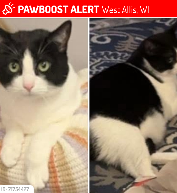 West Allis, WI Lost Male Cat, Winston Is Missing | PawBoost