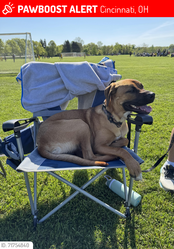 Cincinnati, OH Lost Female Dog, Lola Is Missing | PawBoost