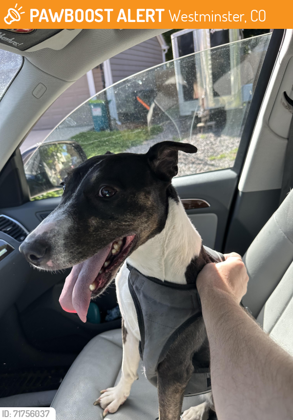 Westminster, CO Stray Female Dog Found Near 94th and Wadsworth | PawBoost
