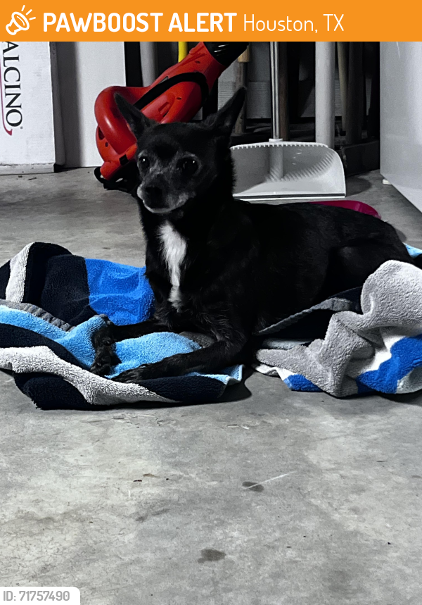 Houston, TX Stray Female Dog Found Near Team Gillman Acura | PawBoost