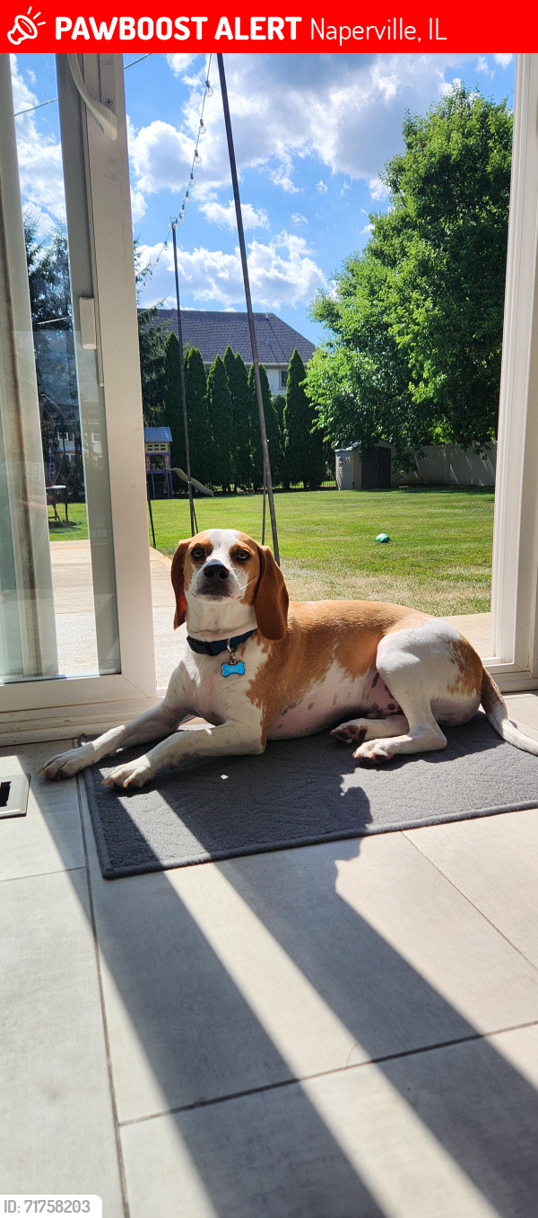 Naperville, IL Lost Male Dog, Luff Is Missing | PawBoost