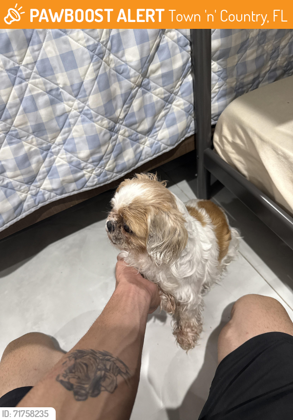 Town 'n' Country, FL Stray Female Dog Found Near Sheldon rd | PawBoost