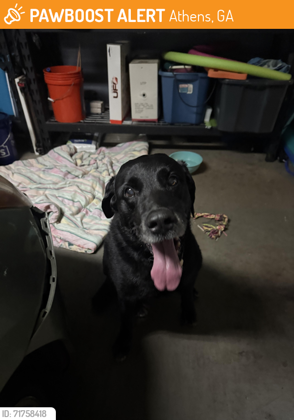 Athens, GA Stray Male Dog Found Near Greyfriars Road, Athens, GA | PawBoost
