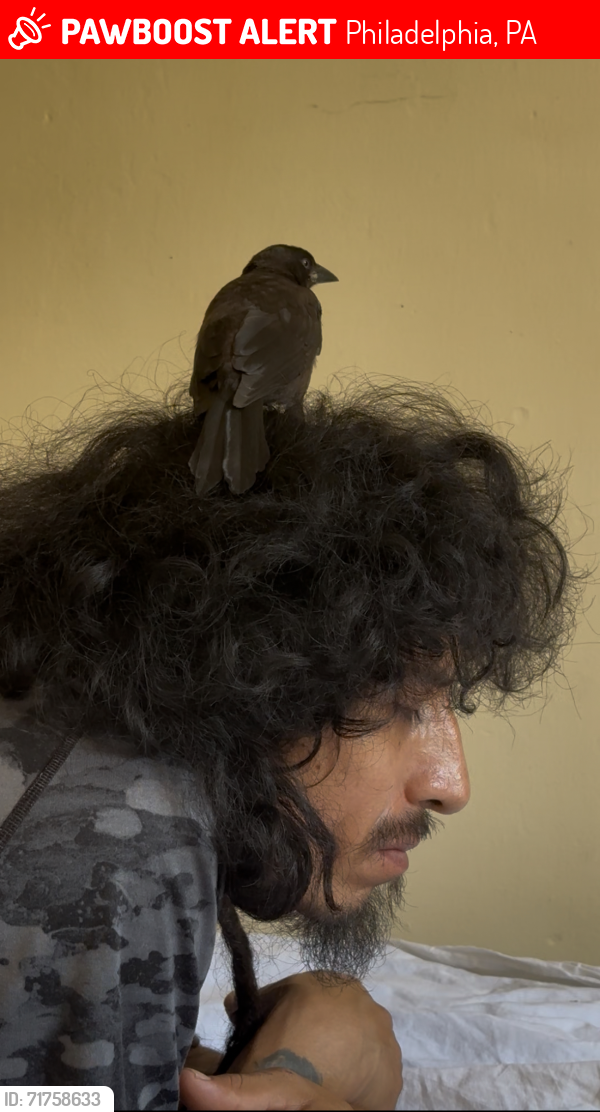 Philadelphia, PA Lost Male Bird, Sírius Is Missing | PawBoost