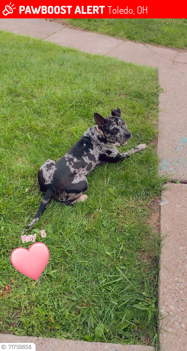 Toledo, OH Lost Female Dog, Campaign Is Missing | PawBoost