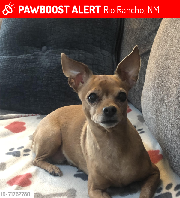 Rio Rancho, NM Lost Female Dog, Chimmie Is Missing | PawBoost