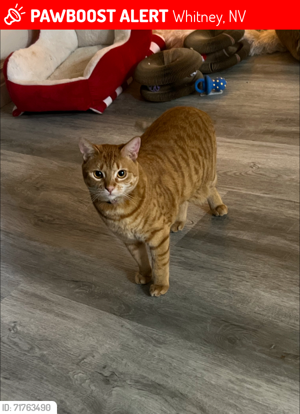 Whitney, NV Lost Female Cat, Lucy Is Missing | PawBoost