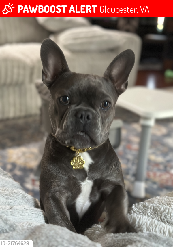 Gloucester, VA Lost Male Dog, Chappa Is Missing | PawBoost