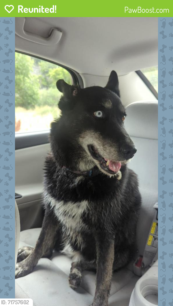 Reunited Female Dog in Provo, UT 84604 (ID: 71757602) | PawBoost