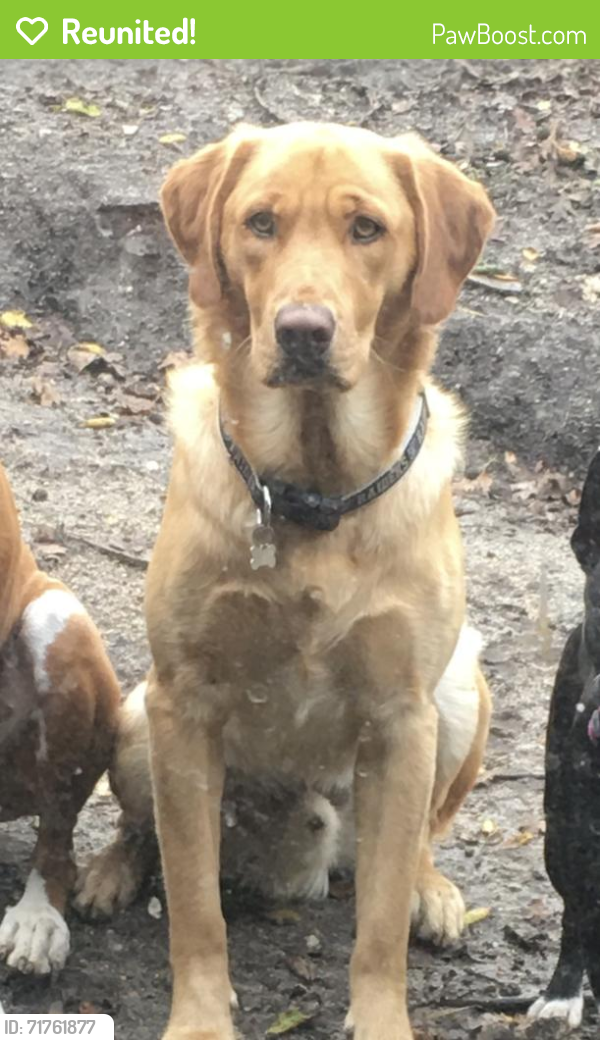 Reunited Male Dog in Atascadero, CA 93422 (ID: 71761877) | PawBoost